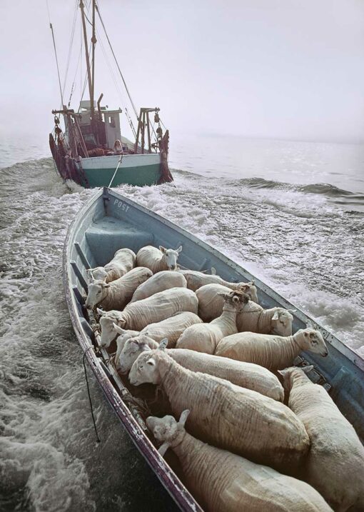 The Story Behind the Sheep in the Boat | Peter Ralston | Swans Island Co.